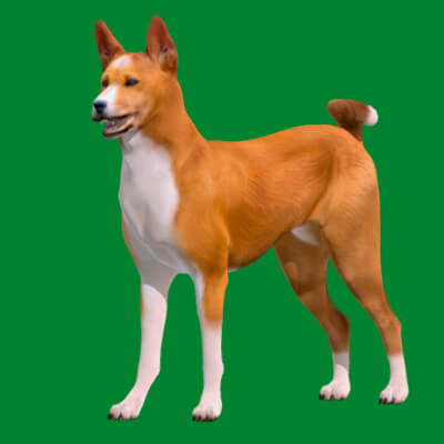 Basenji Dog Breed - 3D Model by Nyilonelycompany