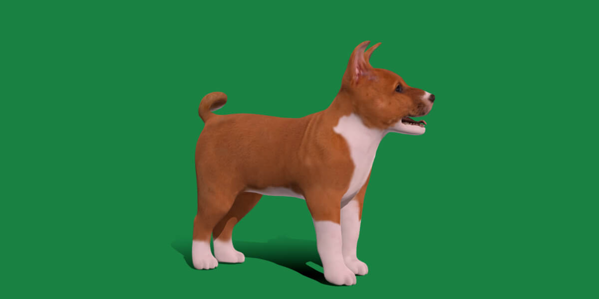 Basenji Puppy Dog - 3D Model by Nyilonelycompany