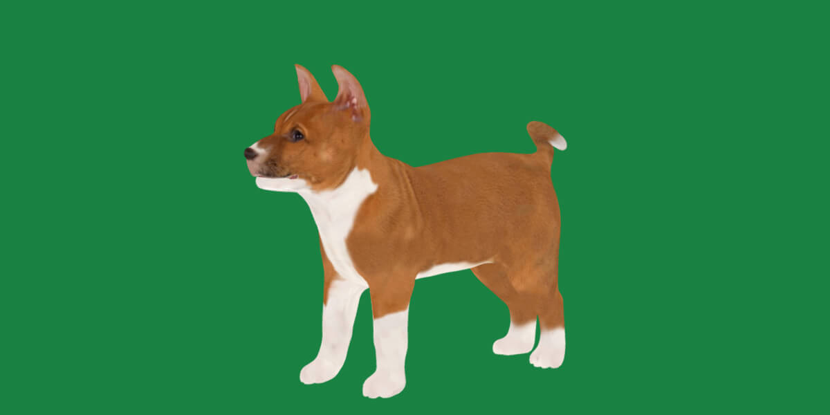 Basenji Puppy Dog - 3D Model by Nyilonelycompany