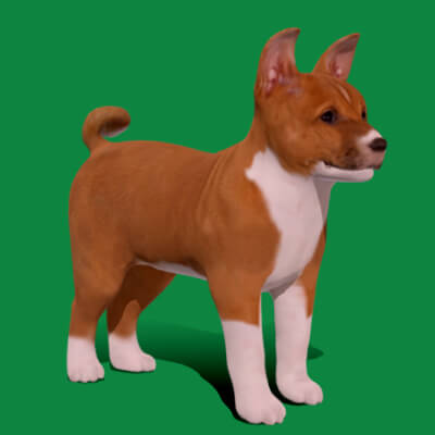 Basenji Puppy Dog - 3D Model by Nyilonelycompany