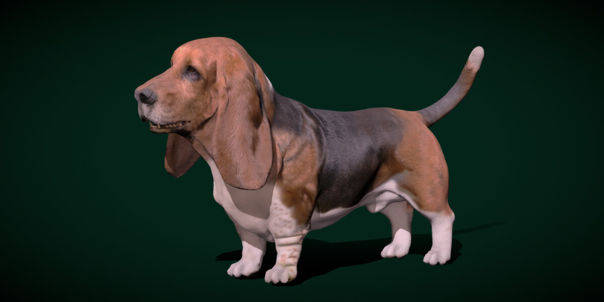 Basset Hound Dog Breed - 3D Model by Nyilonelycompany