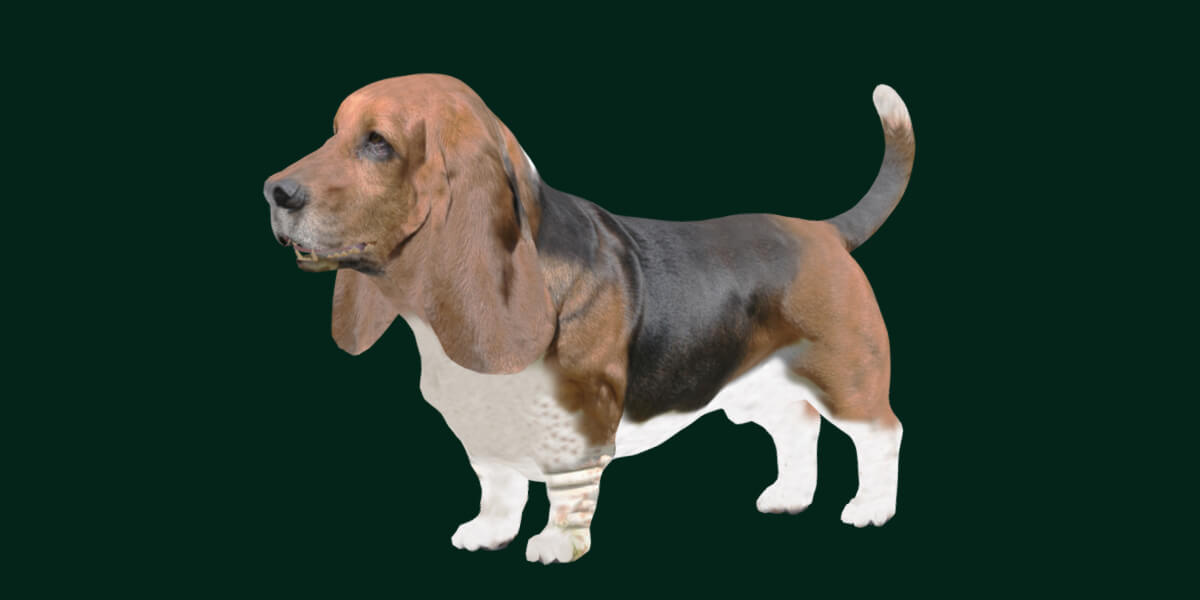 Basset Hound Dog Breed - 3D Model by Nyilonelycompany
