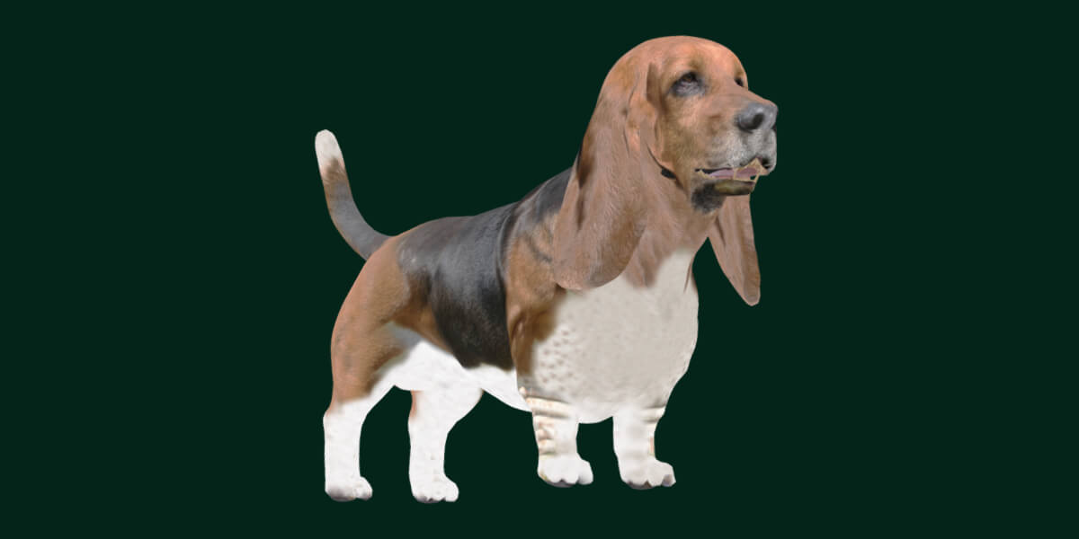 Basset Hound Dog Breed - 3D Model by Nyilonelycompany