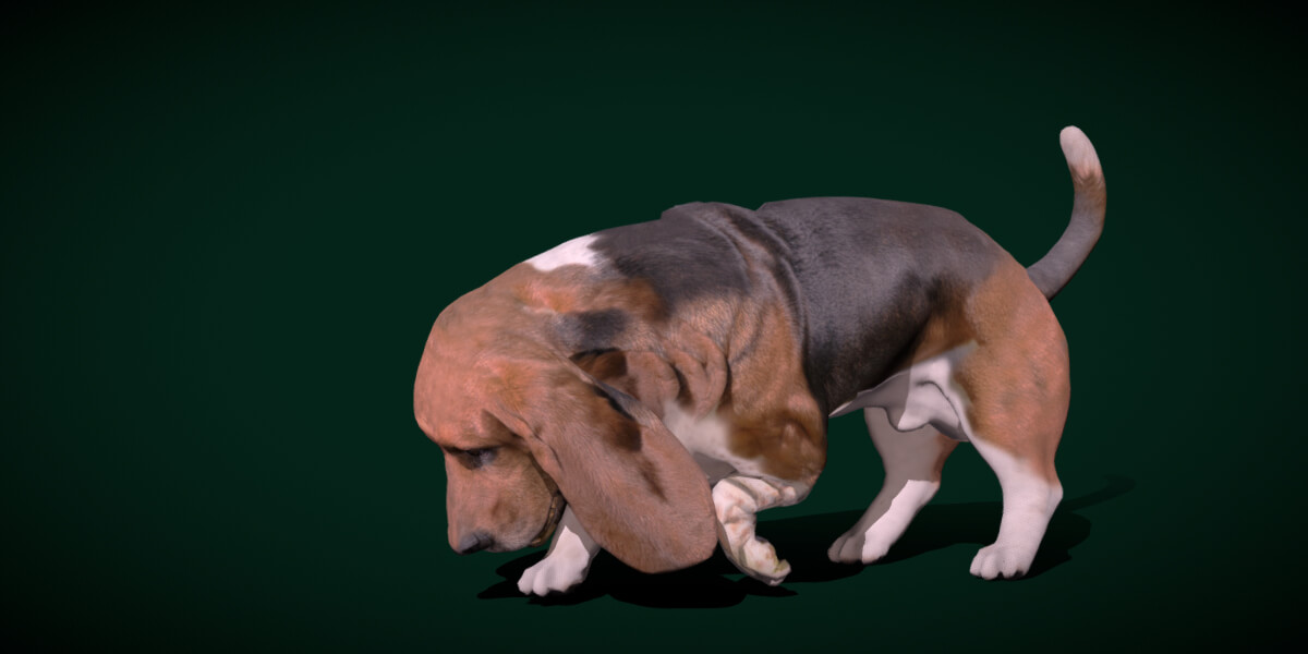 Basset Hound Dog Breed - 3D Model by Nyilonelycompany