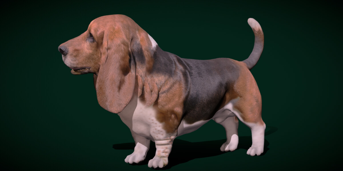 Basset Hound Dog Breed - 3D Model by Nyilonelycompany