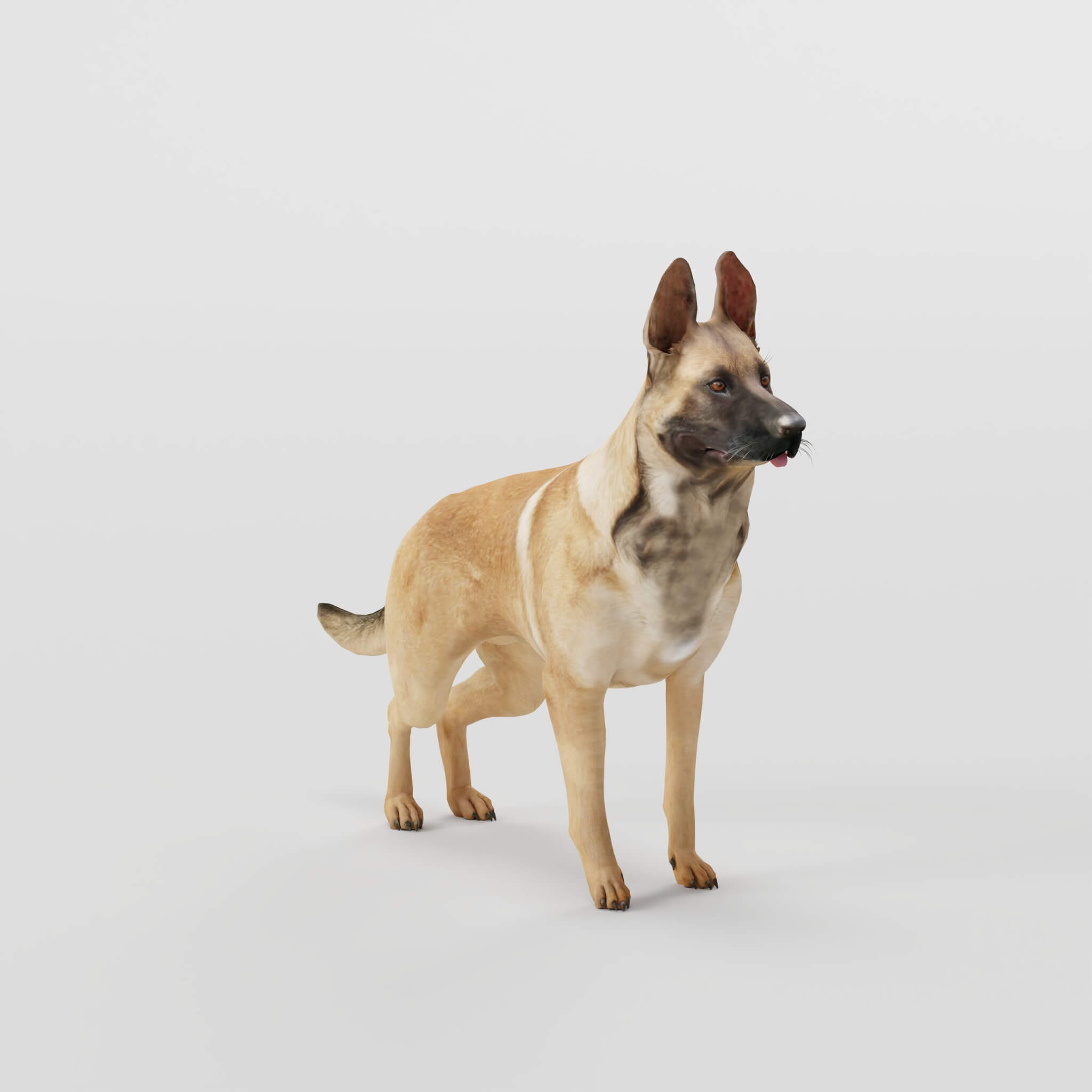 Belgian Malinois Dog Breed - 3D Model by Nyilonelycompany