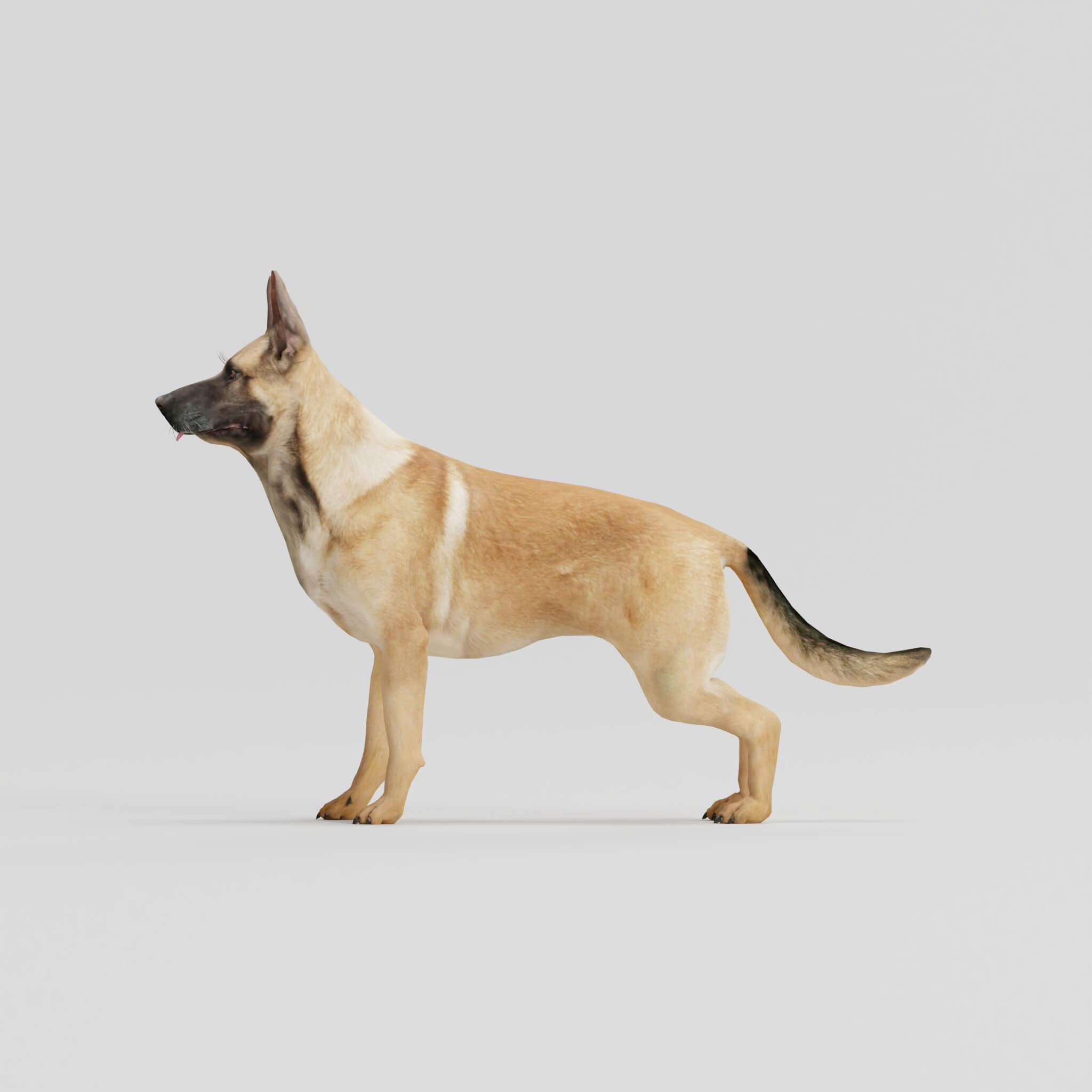 Belgian Malinois Dog Breed - 3D Model by Nyilonelycompany