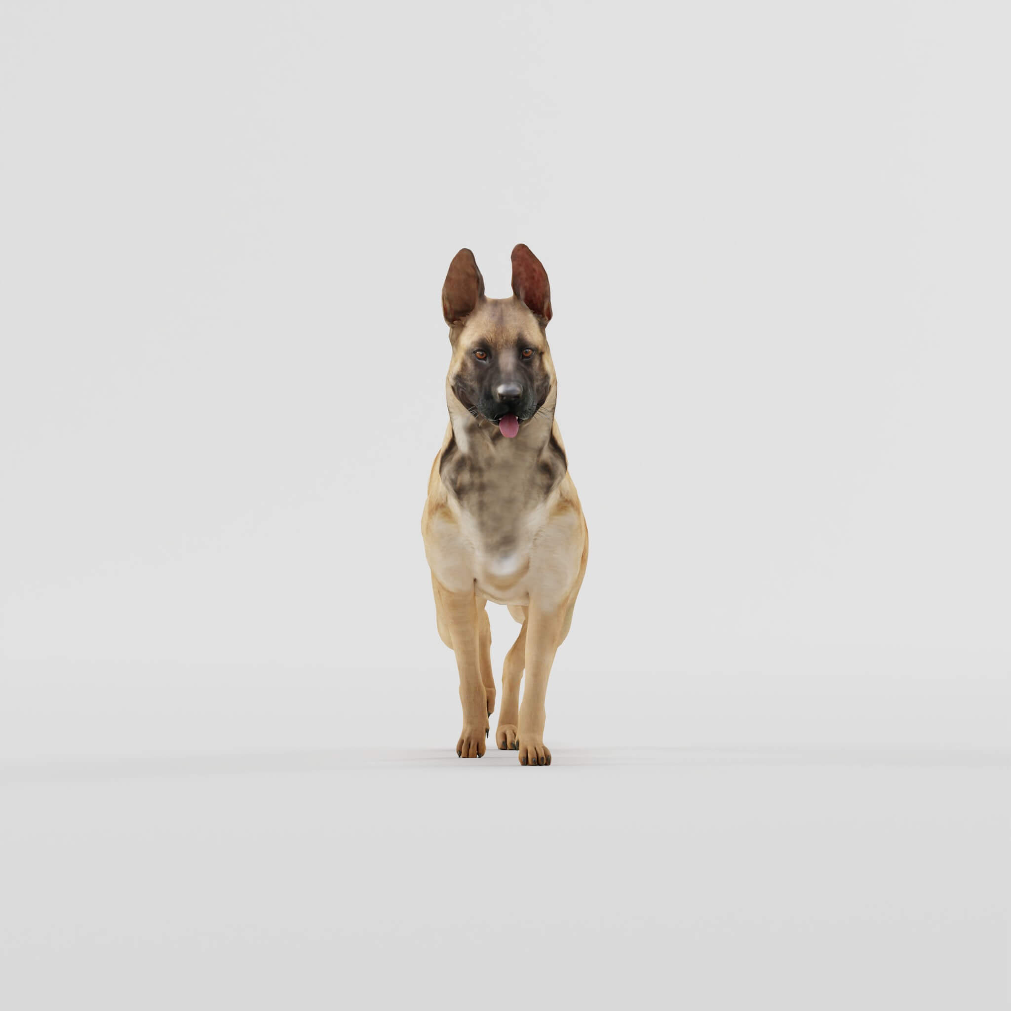 Belgian Malinois Dog Breed - 3D Model by Nyilonelycompany