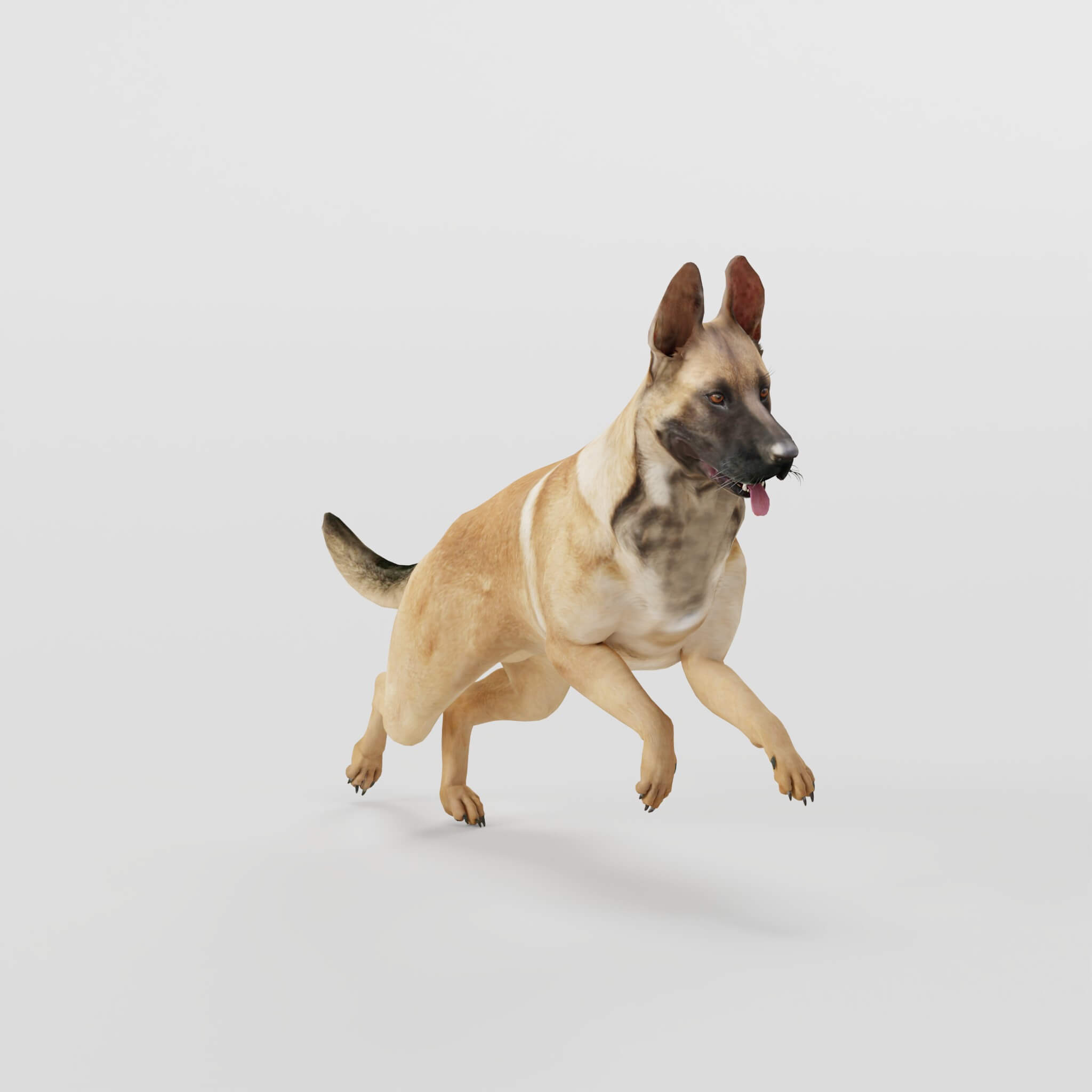 Belgian Malinois Dog Breed - 3D Model by Nyilonelycompany