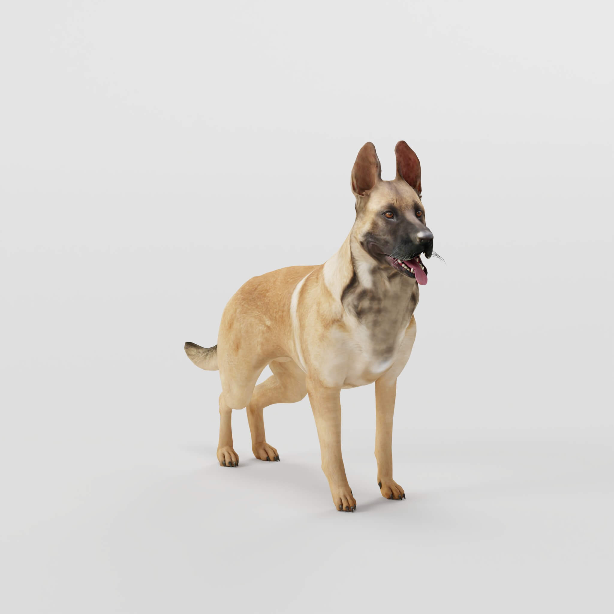 Belgian Malinois Dog Breed - 3D Model by Nyilonelycompany
