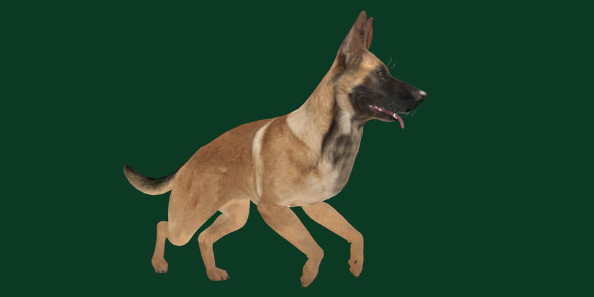 Belgian Malinois Dog Breed - 3D Model by Nyilonelycompany
