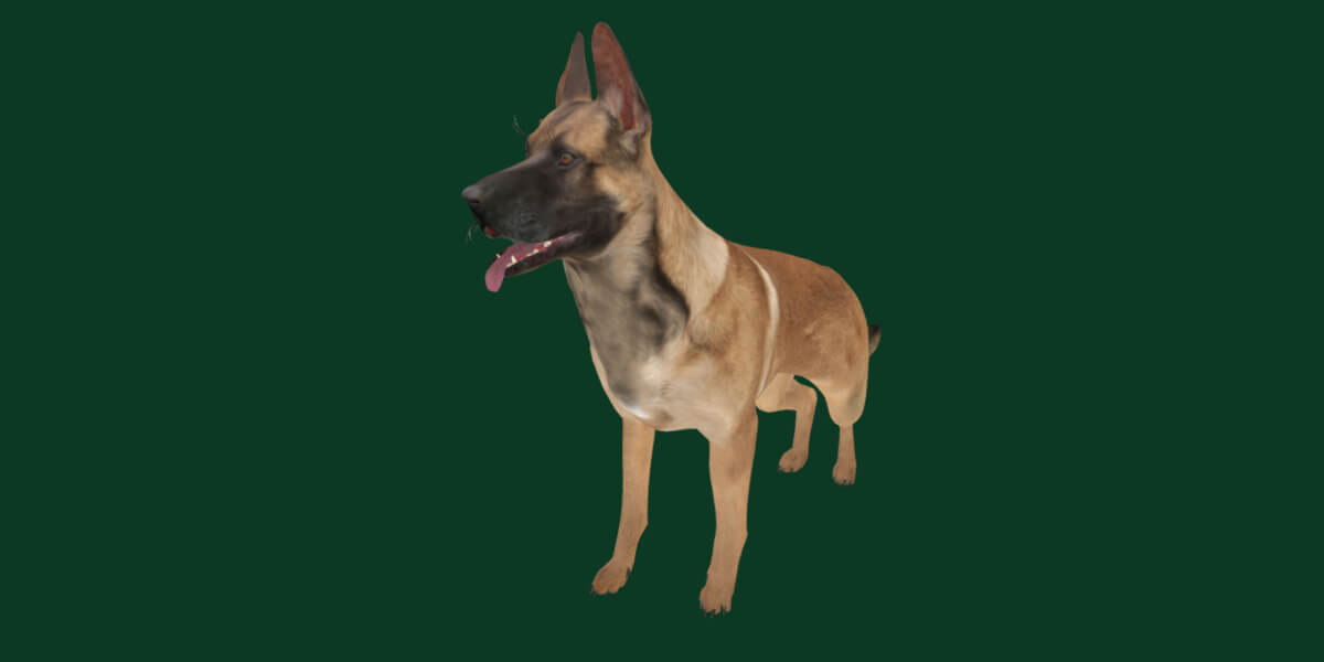 Belgian Malinois Dog Breed - 3D Model by Nyilonelycompany
