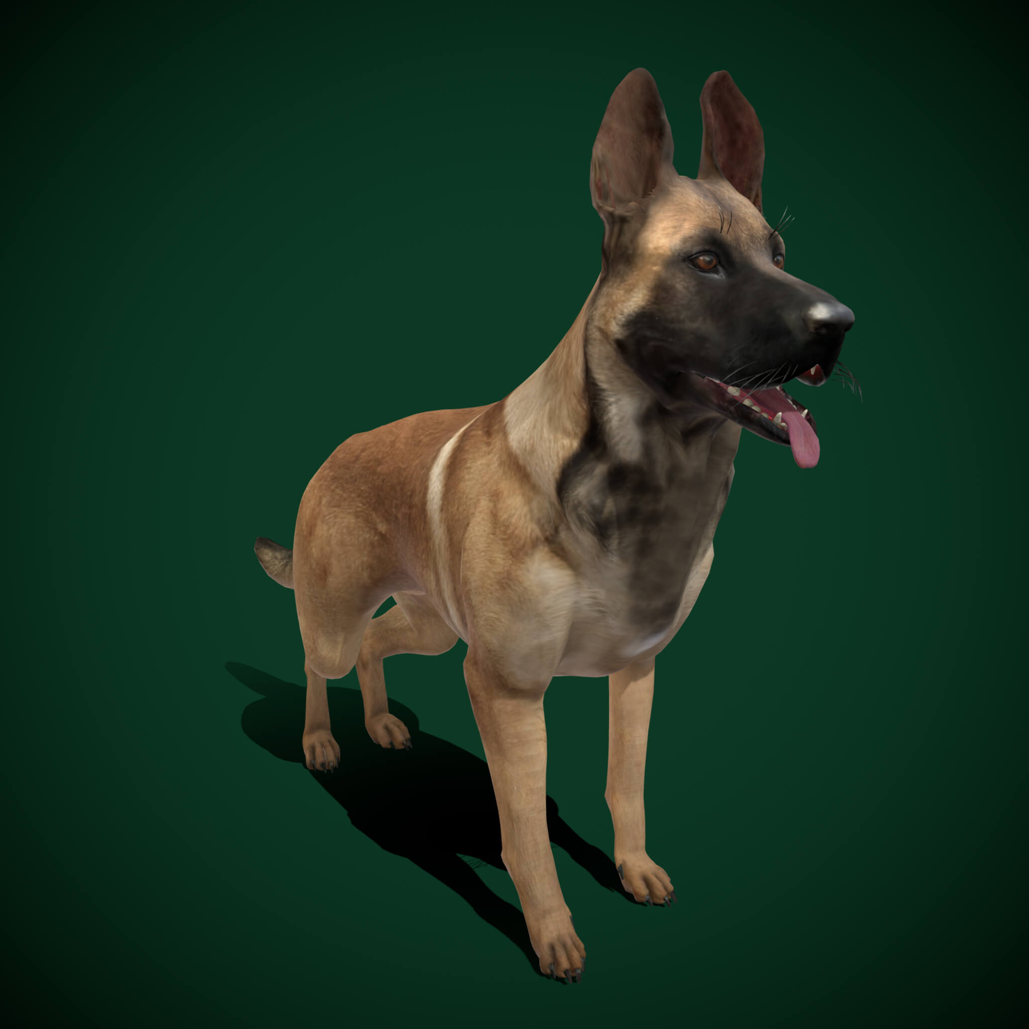 Belgian Malinois Dog Breed - 3D Model by Nyilonelycompany
