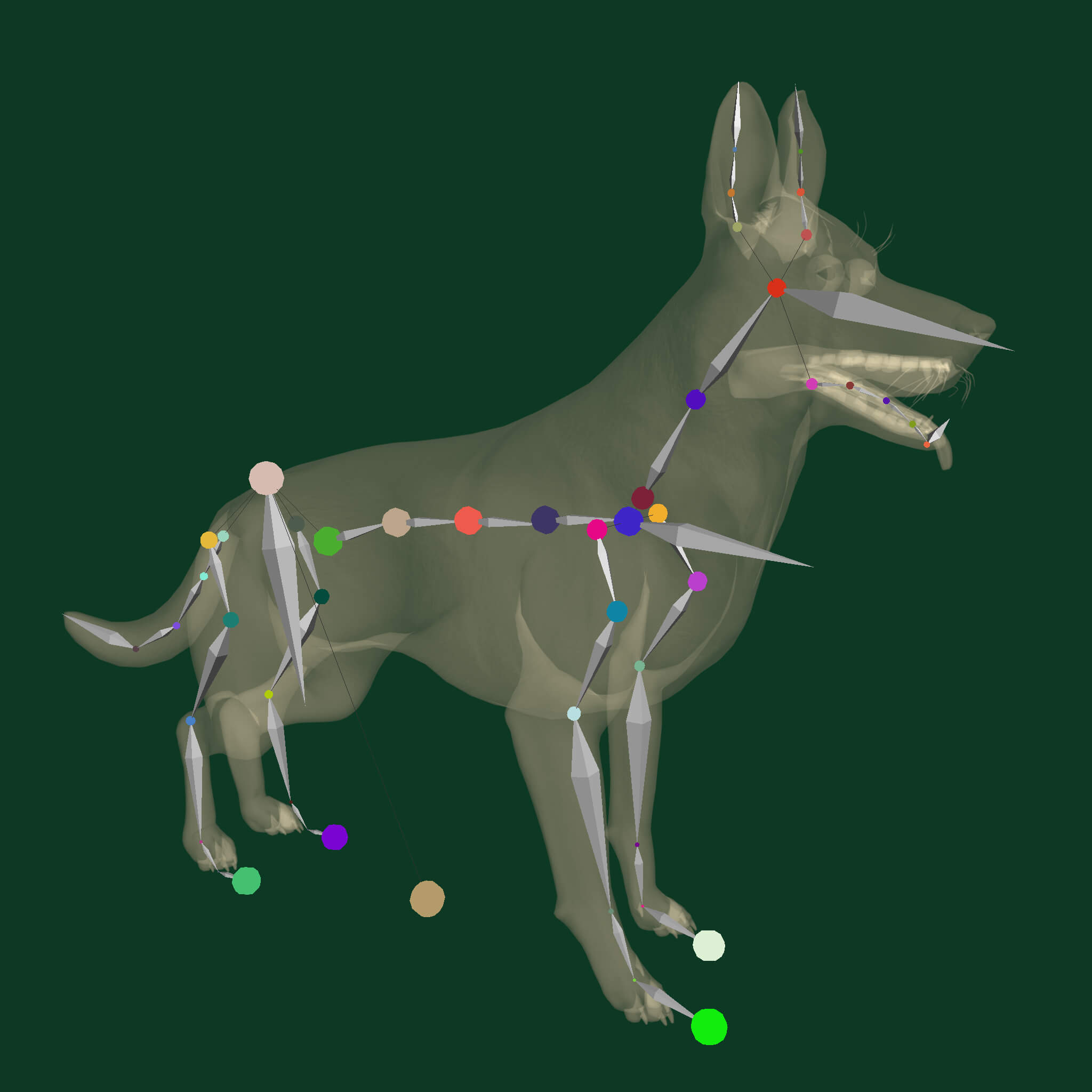Belgian Malinois Dog Breed - 3D Model by Nyilonelycompany