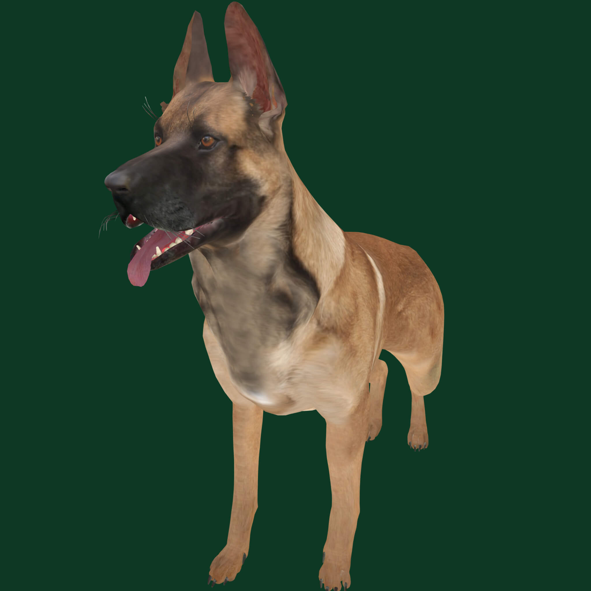 Belgian Malinois Dog Breed - 3D Model by Nyilonelycompany
