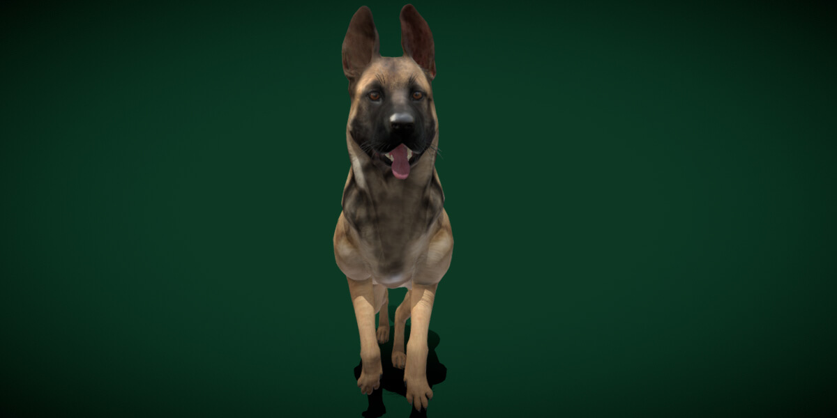 Belgian Malinois Dog Breed - 3D Model by Nyilonelycompany