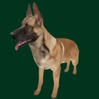 Belgian Malinois Dog Breed - 3D Model by Nyilonelycompany
