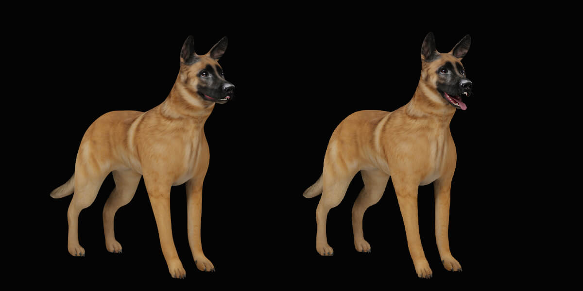 Belgian Malinois Young Dog - 3D Model by Nyilonelycompany
