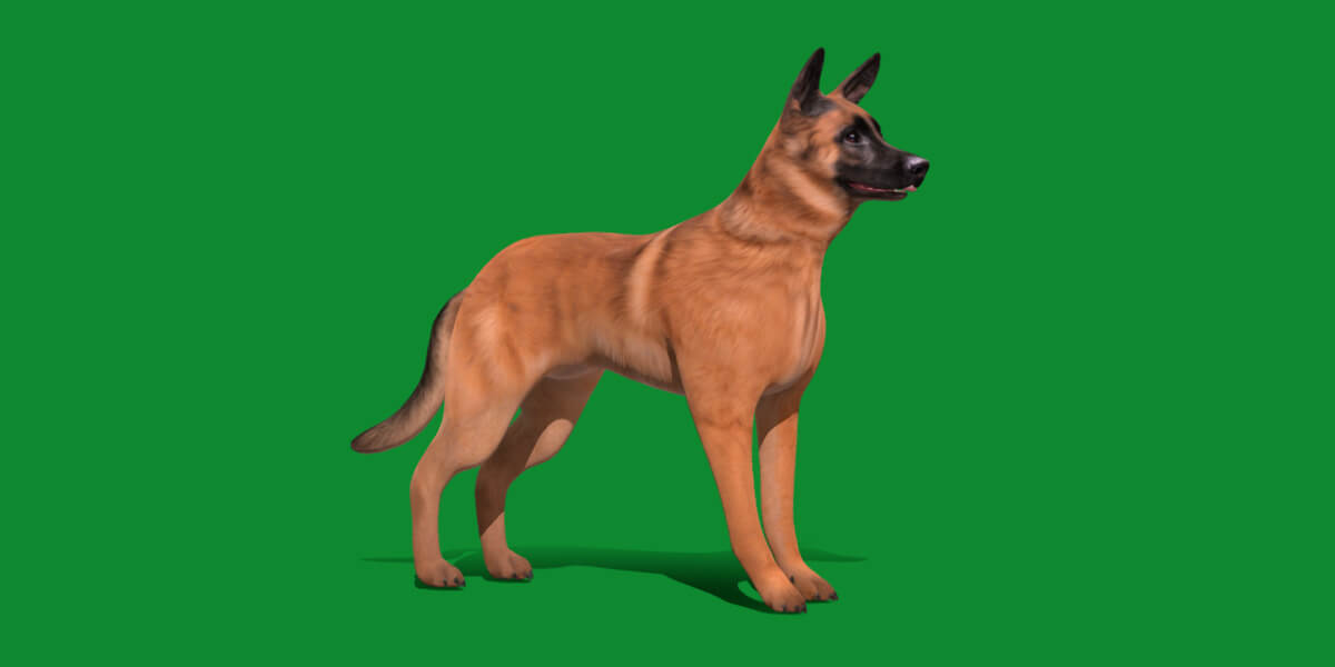 Belgian Malinois Young Dog - 3D Model by Nyilonelycompany