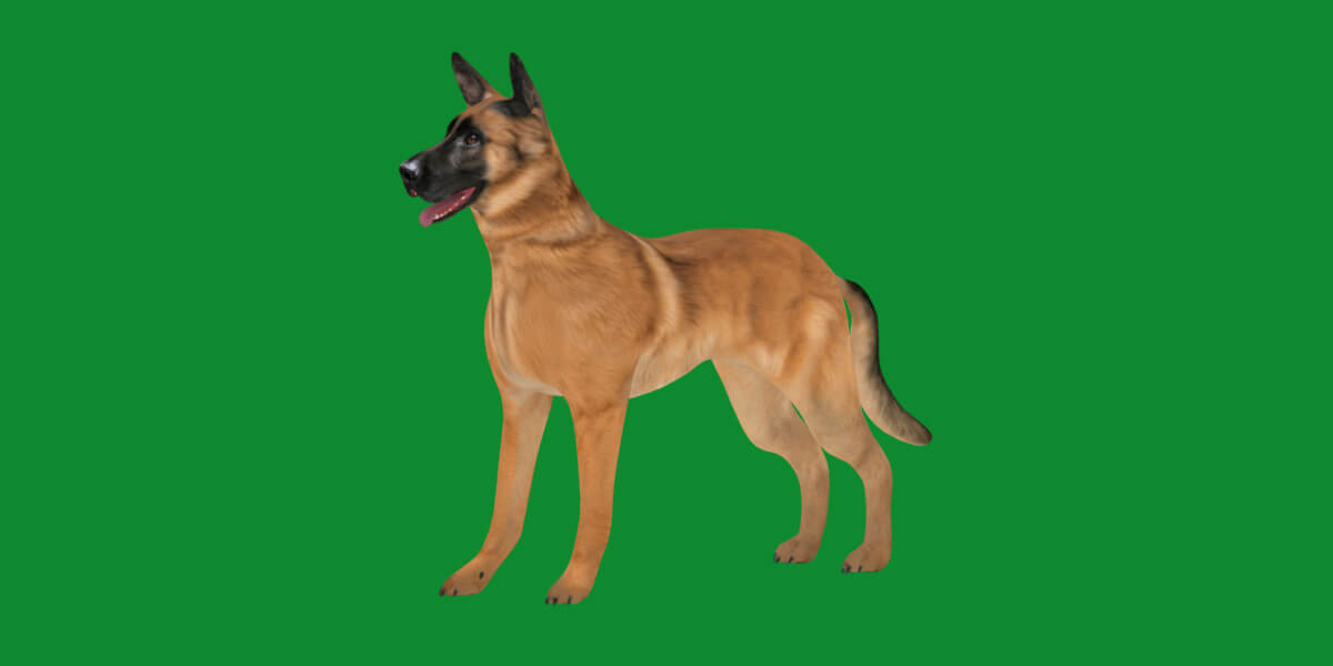 Belgian Malinois Young Dog - 3D Model by Nyilonelycompany
