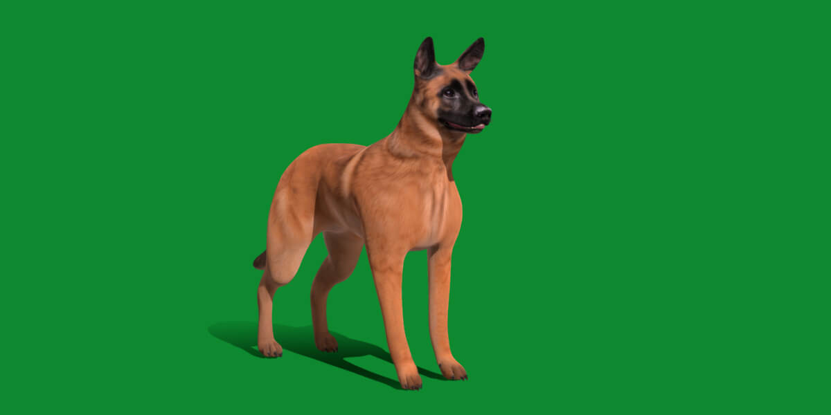 Belgian Malinois Young Dog - 3D Model by Nyilonelycompany