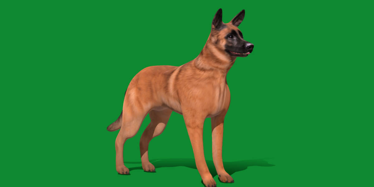 Belgian Malinois Young Dog - 3D Model by Nyilonelycompany