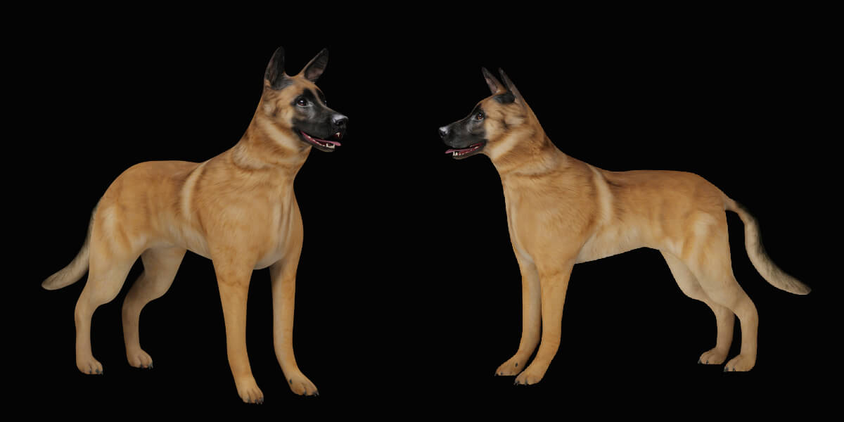 Belgian Malinois Young Dog - 3D Model by Nyilonelycompany