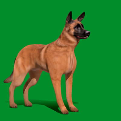 Belgian Malinois Young Dog - 3D Model by Nyilonelycompany
