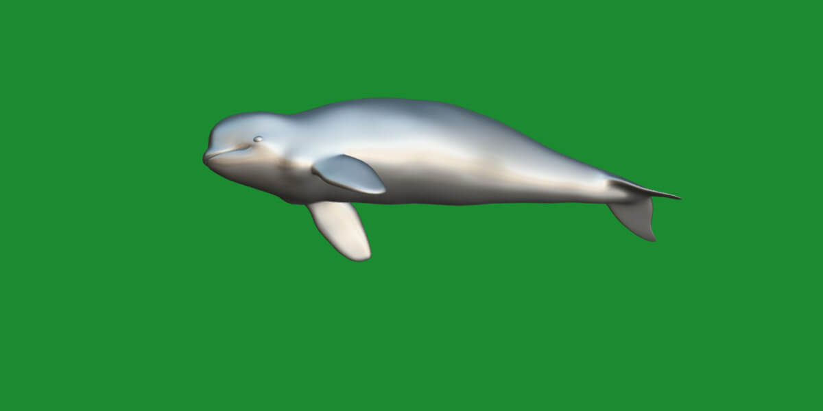 Beluga Whale - 3D Model by Nyilonelycompany
