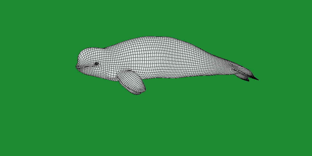 Beluga Whale - 3D Model by Nyilonelycompany