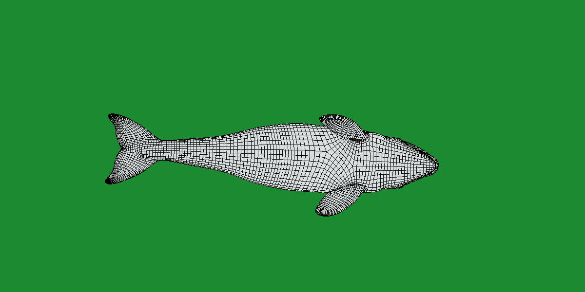 Beluga Whale - 3D Model by Nyilonelycompany