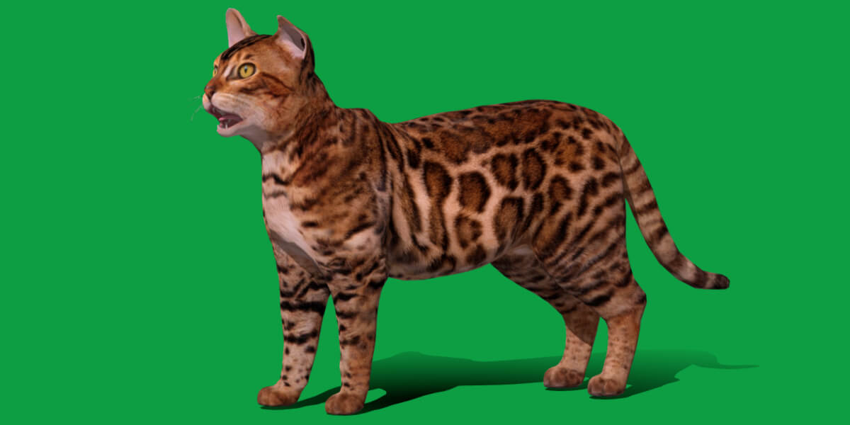 Bengal Domestic Cat - 3D Model by Nyilonelycompany