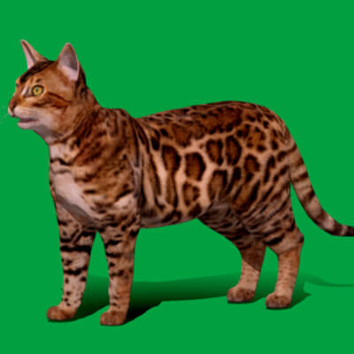 Bengal Domestic Cat - 3D Model by Nyilonelycompany