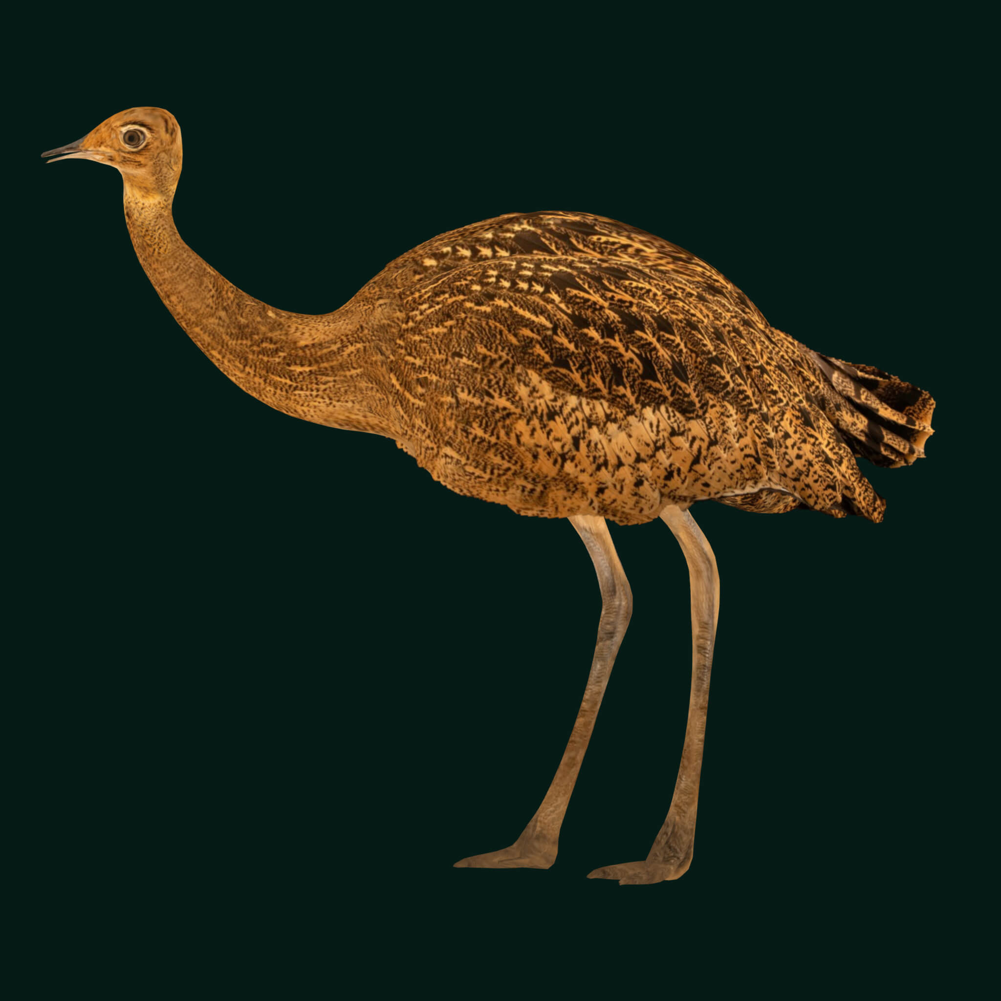 Bengal Florican Bird - 3D Model by Nyilonelycompany