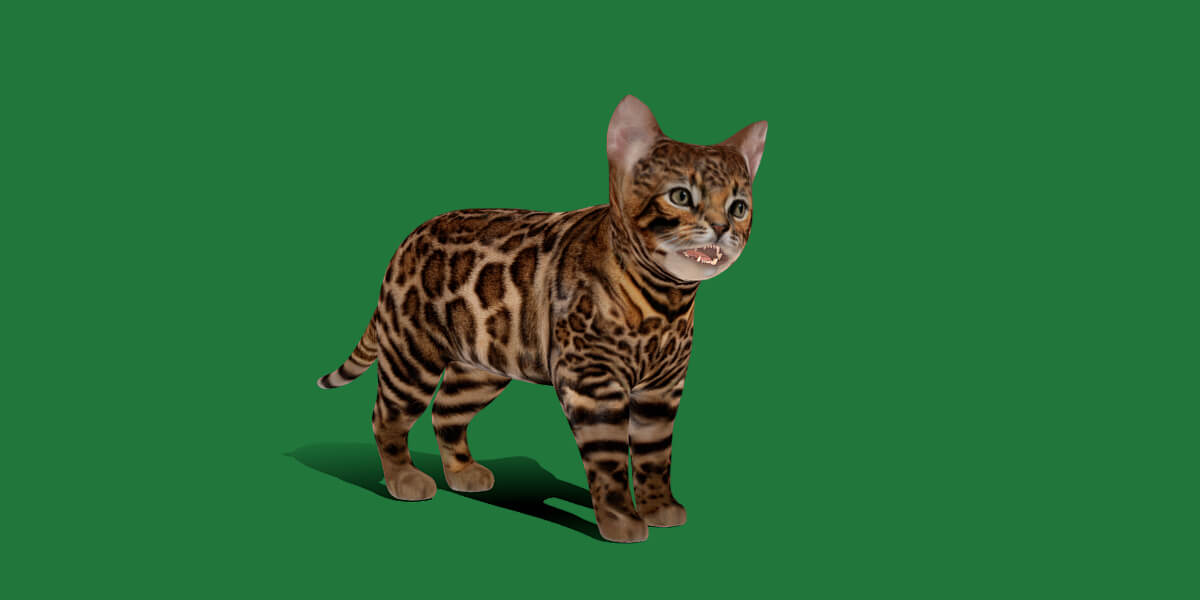 Bengal Kitten Cat - 3D Model by Nyilonelycompany