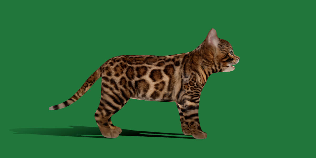 Bengal Kitten Cat - 3D Model by Nyilonelycompany
