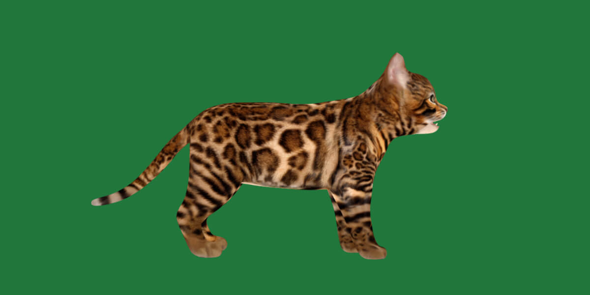 Bengal Kitten Cat - 3D Model by Nyilonelycompany