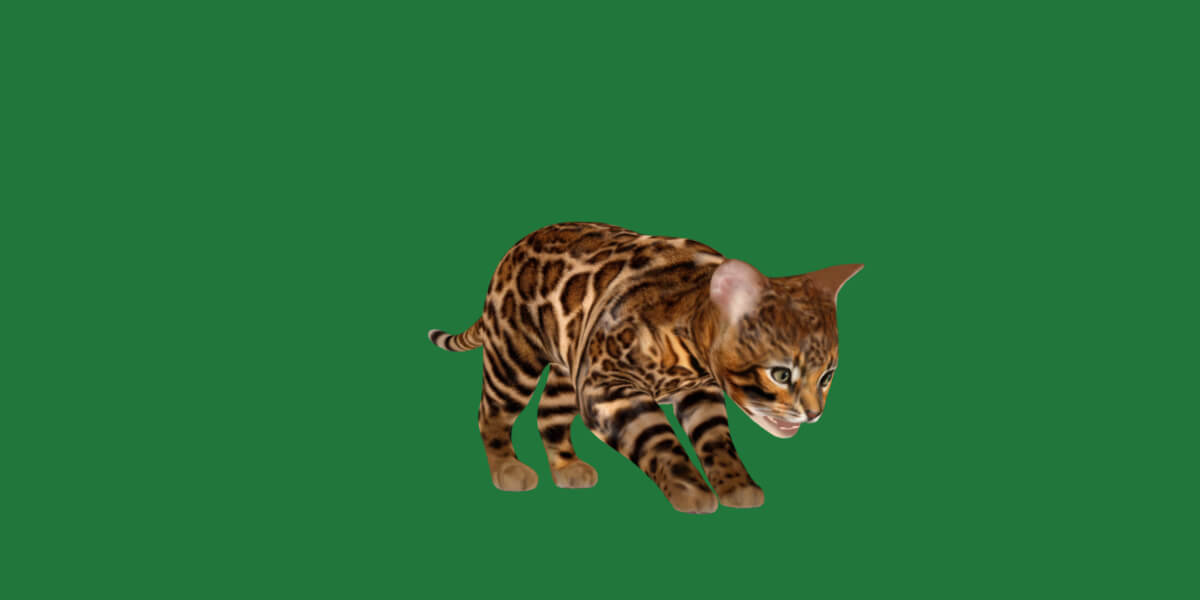 Bengal Kitten Cat - 3D Model by Nyilonelycompany
