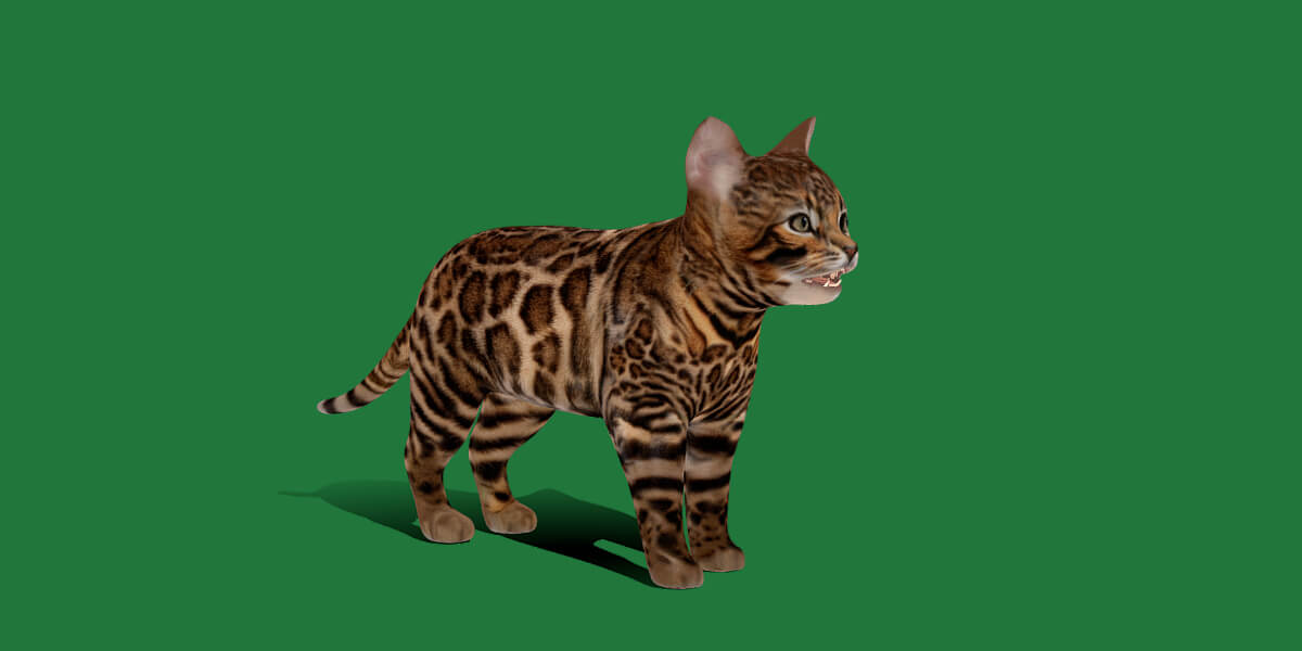 Bengal Kitten Cat - 3D Model by Nyilonelycompany