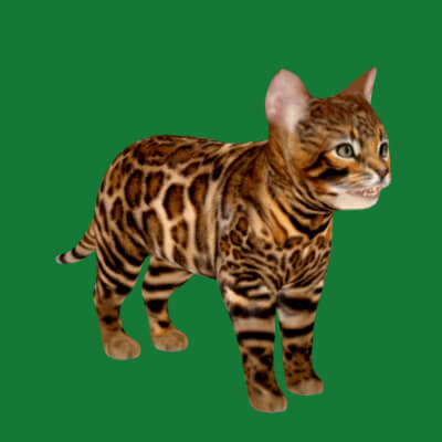 Bengal Kitten Cat - 3D Model by Nyilonelycompany