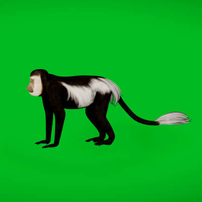 Black-and-White Colobus Monkey 3D Model by Nyilonelycompany