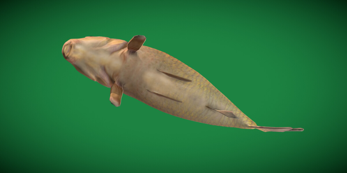 Black Buffalo Fish - 3D Model by Nyilonelycompany