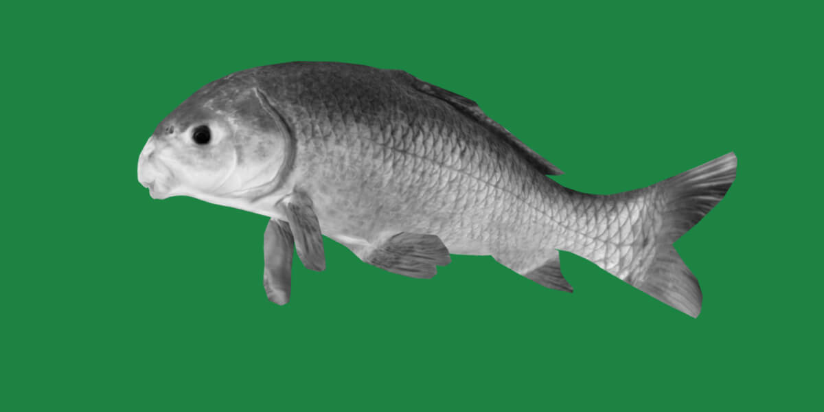 Black Buffalo Fish - 3D Model by Nyilonelycompany