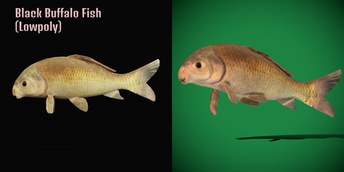 Black Buffalo Fish - 3D Model by Nyilonelycompany