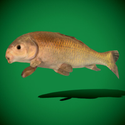 Black Buffalo Fish - 3D Model by Nyilonelycompany