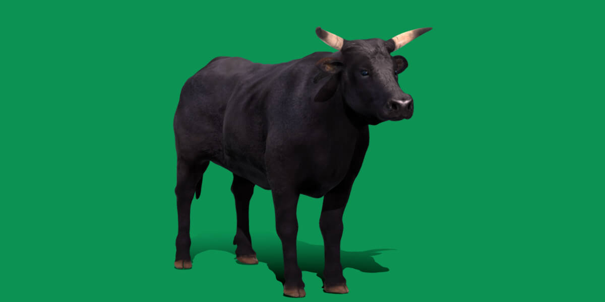 Black Bull Cattle - 3D Model by Nyilonelycompany