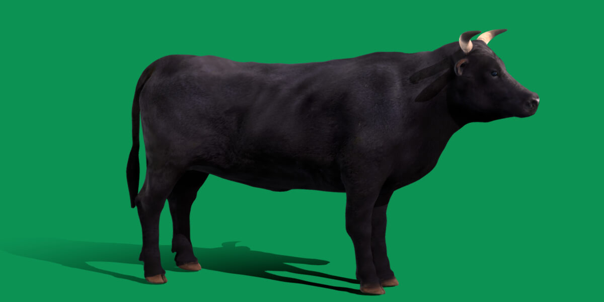Black Bull Cattle - 3D Model by Nyilonelycompany