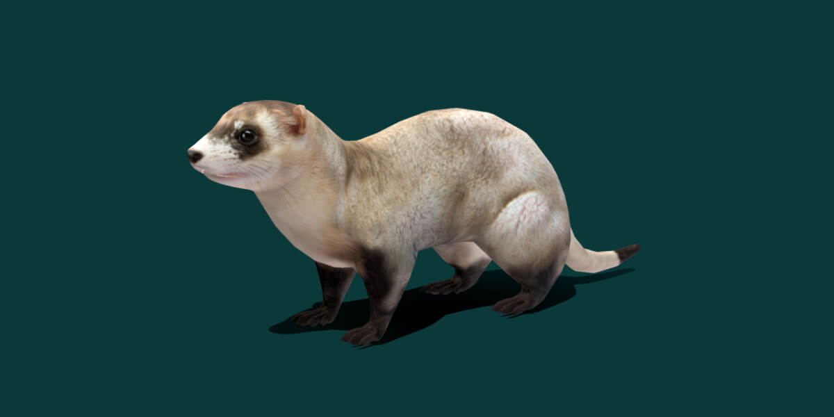 Black Footed Ferret Endangered Animal 3d Model By Nyilonelycompany