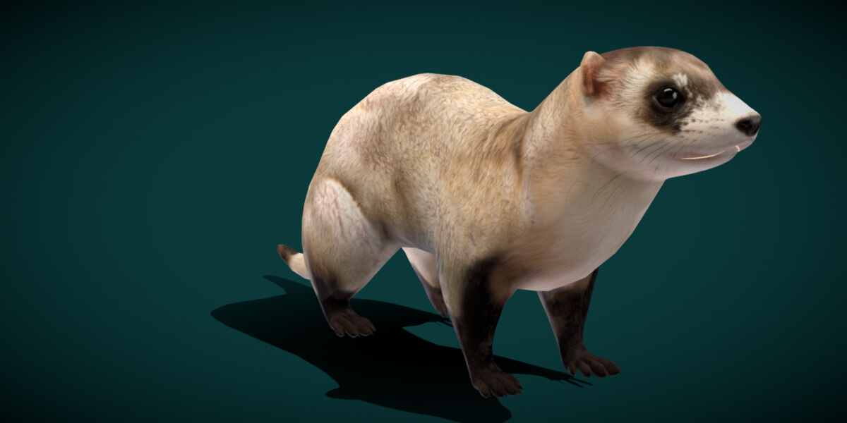 Black-Footed Ferret Endangered Animal 3D Model by Nyilonelycompany