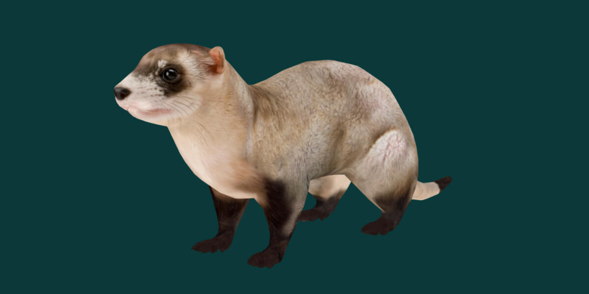Black Footed Ferret Endangered Animal 3d Model By Nyilonelycompany